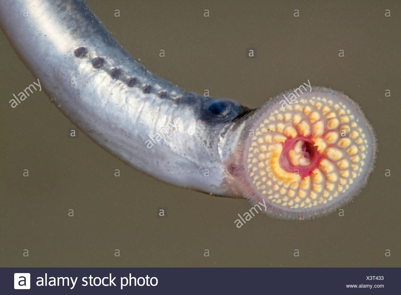 Lamprey Mouth High Resolution Stock Photography and Images - Alamy