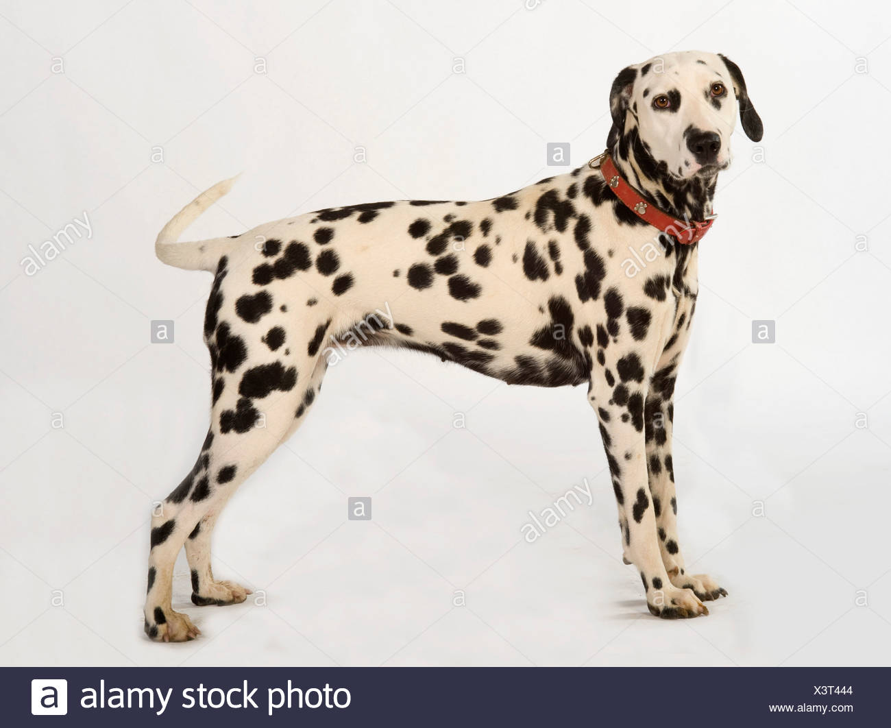 Dalmatian High Resolution Stock Photography and Images - Alamy