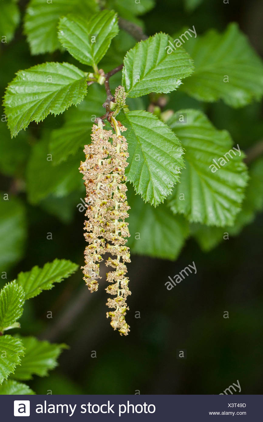 Green Alder Alnus Alnobetula High Resolution Stock Photography and ...