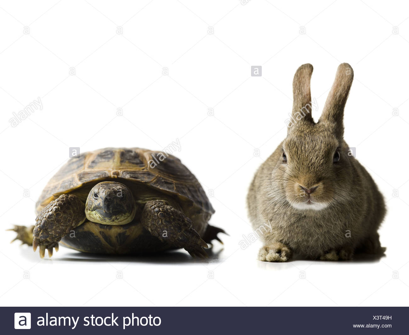 Tortoise And The Hare High Resolution Stock Photography and Images - Alamy