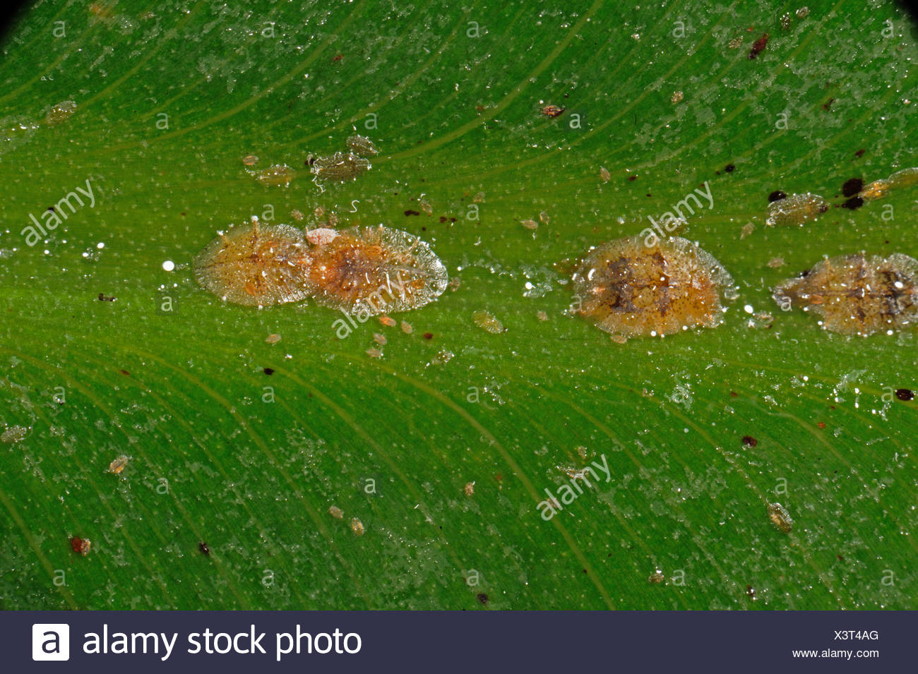 Coccus Hesperidum High Resolution Stock Photography and Images - Alamy
