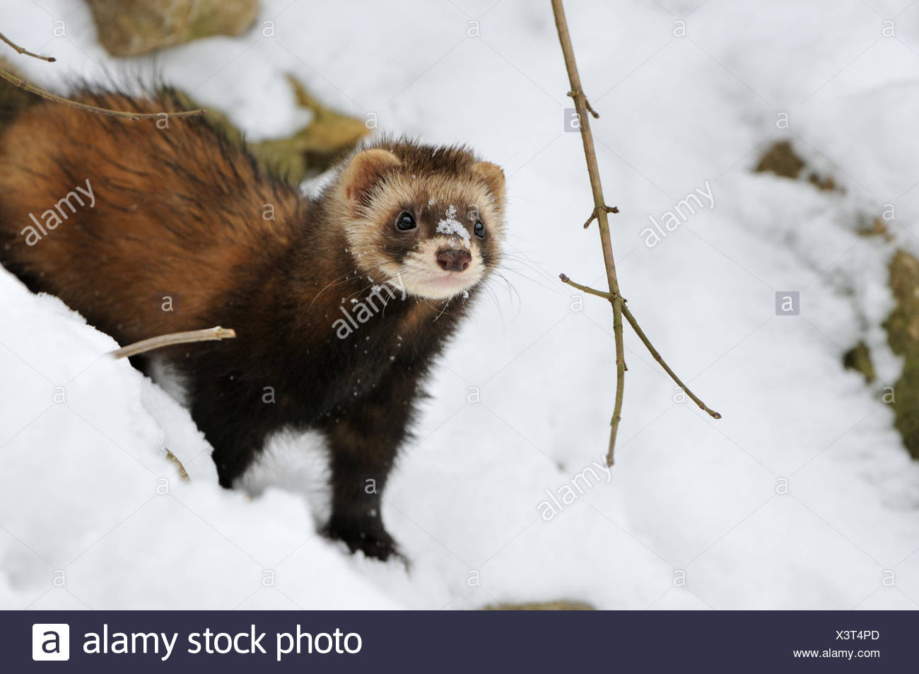 European Polecat Winter Stock Photos & European Polecat Winter Stock ...