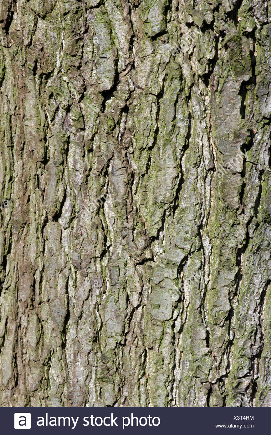 Black Alder Alnus Glutinosa Bark Stock Photos & Black Alder Alnus ...