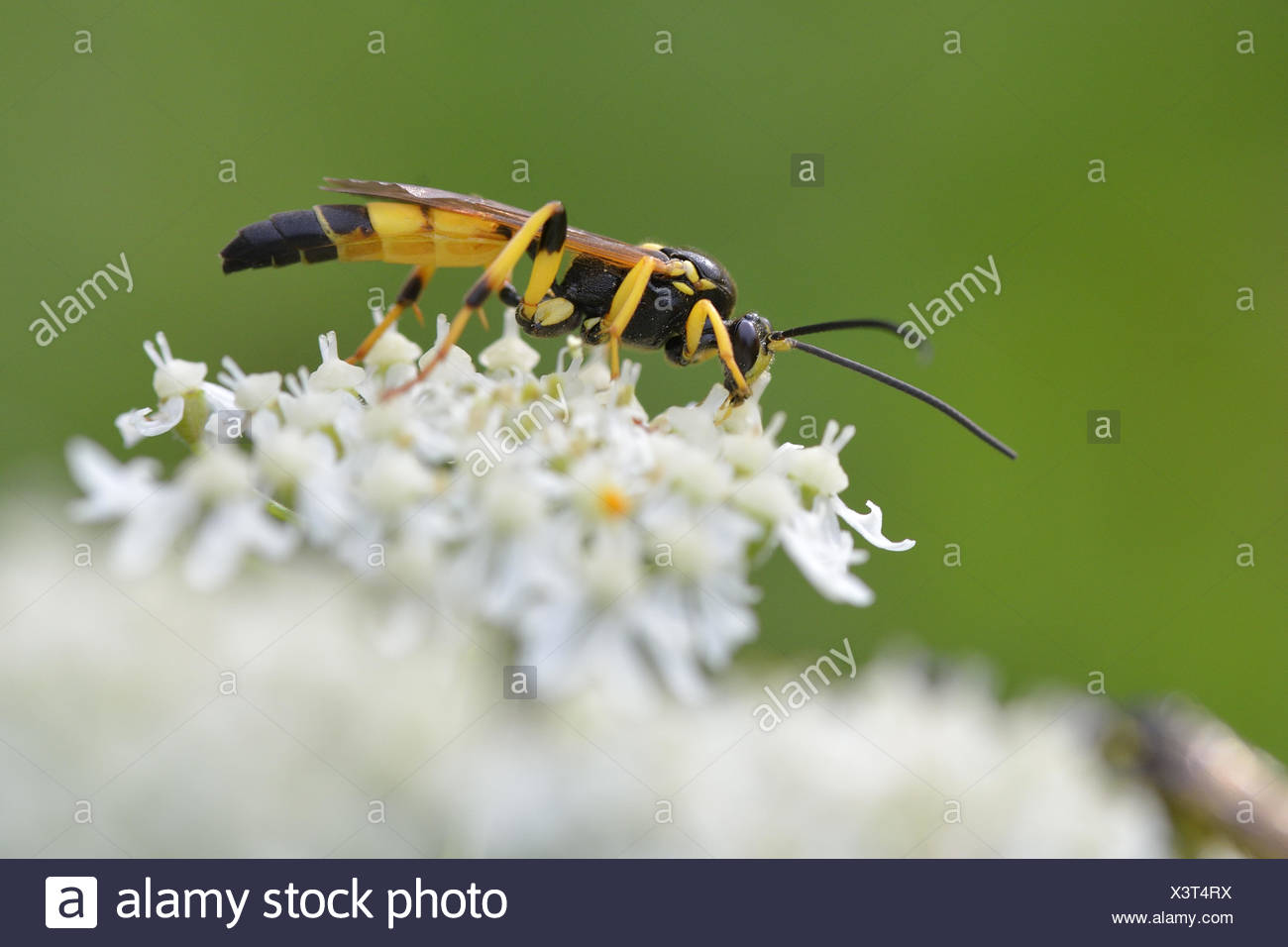 Ichneumon Wasps High Resolution Stock Photography and Images - Alamy