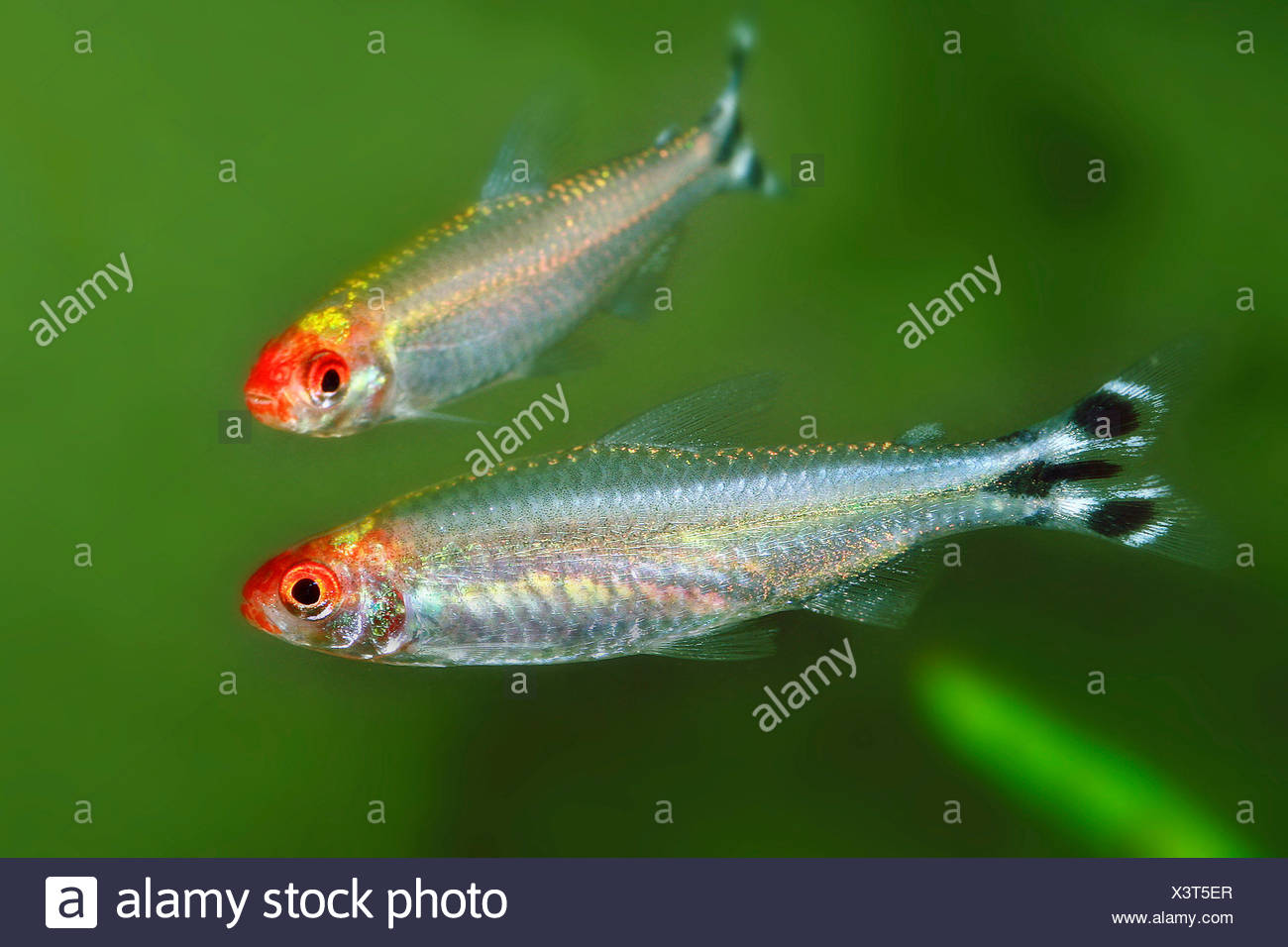 Rummy Nosed Tetra High Resolution Stock Photography and Images - Alamy