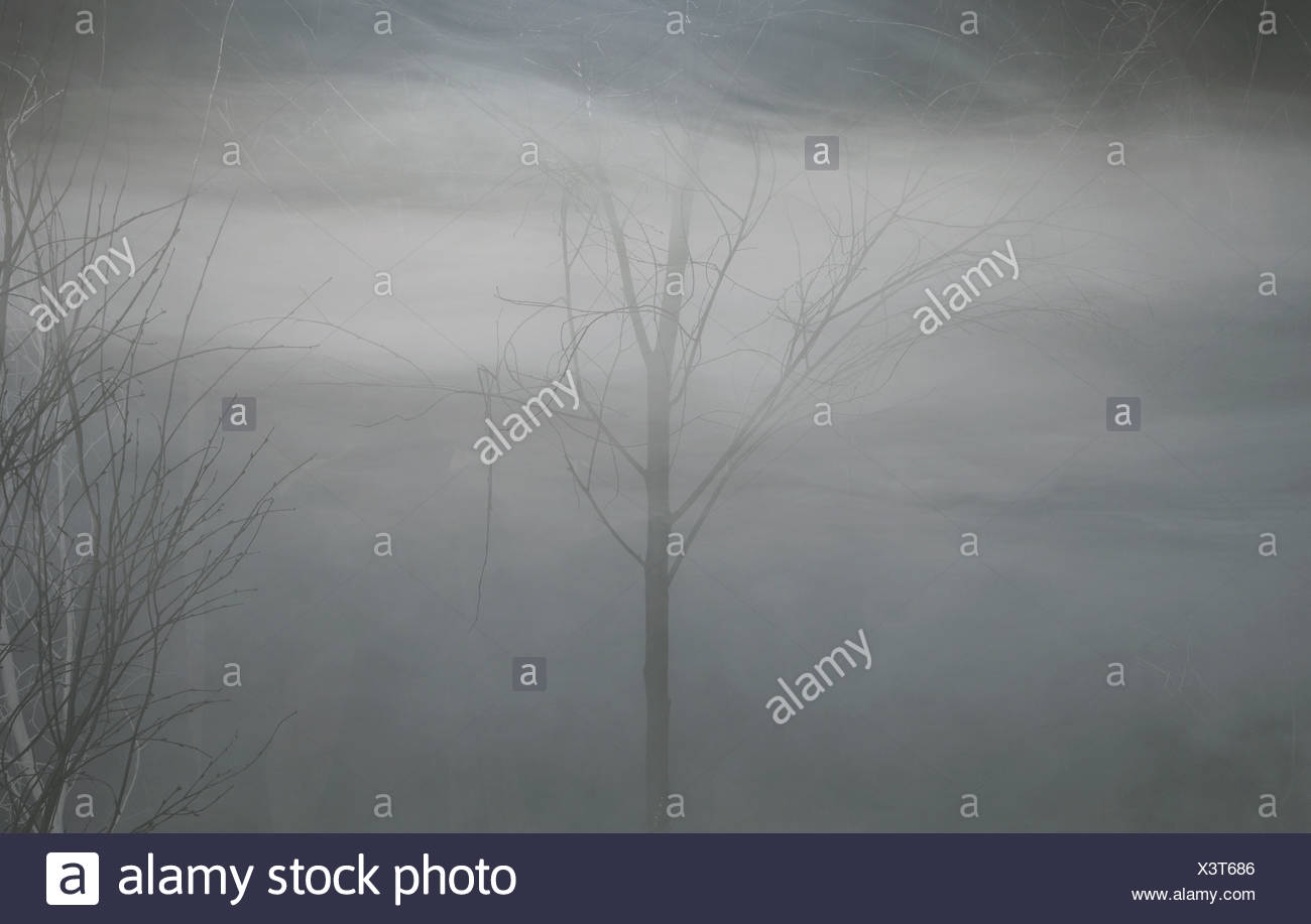 Fog Trees High Resolution Stock Photography and Images - Alamy