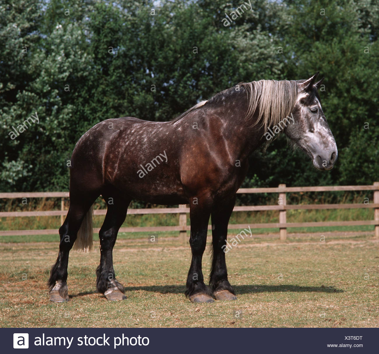 French Percheron Horse High Resolution Stock Photography and Images - Alamy