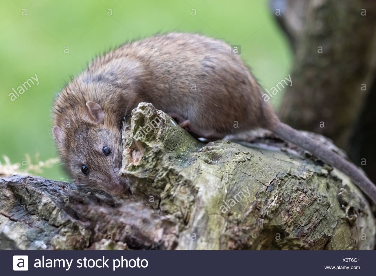 Wanderratte Stock Photos & Wanderratte Stock Images - Alamy