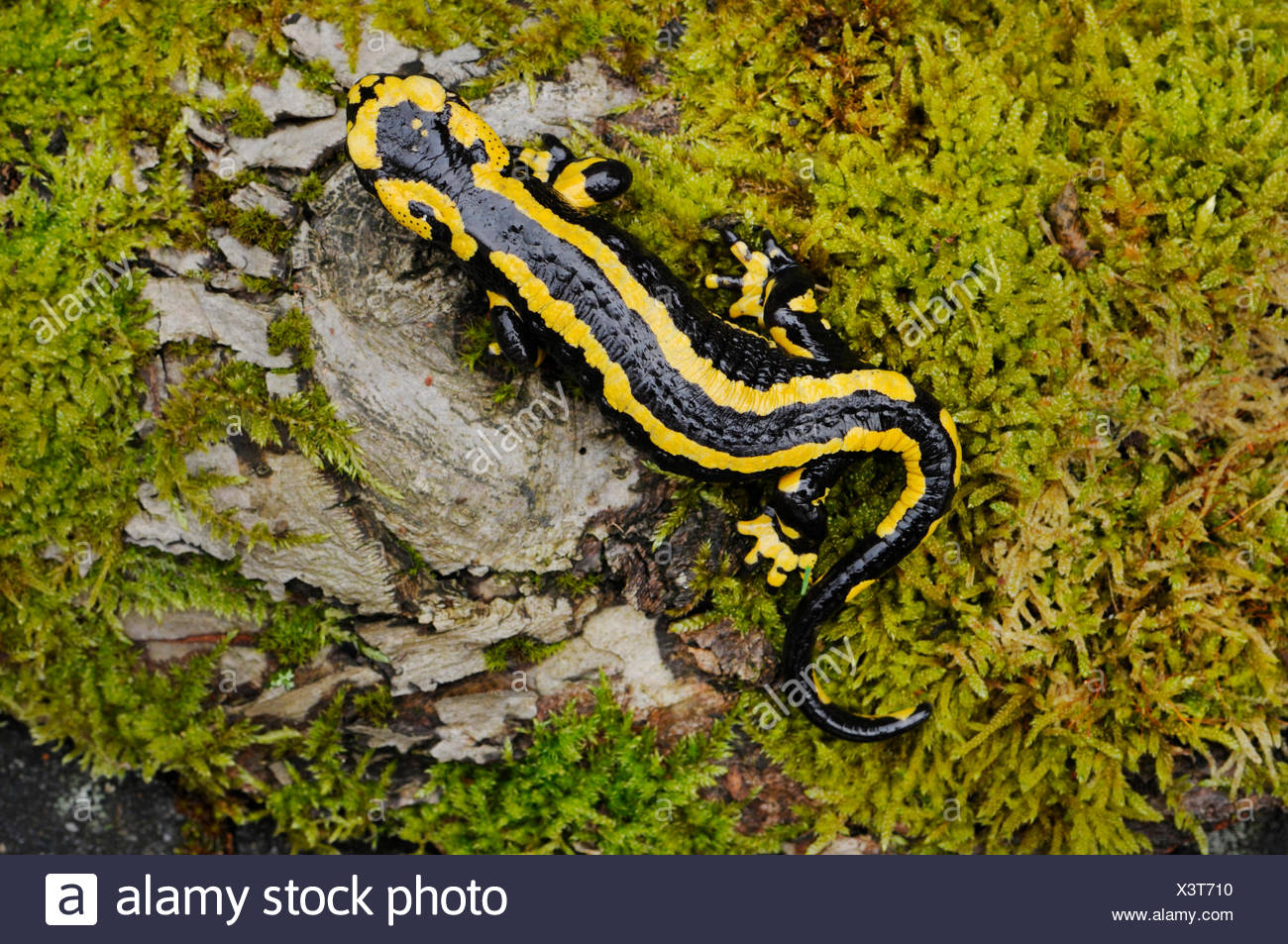 European Fire Salamander High Resolution Stock Photography and Images ...