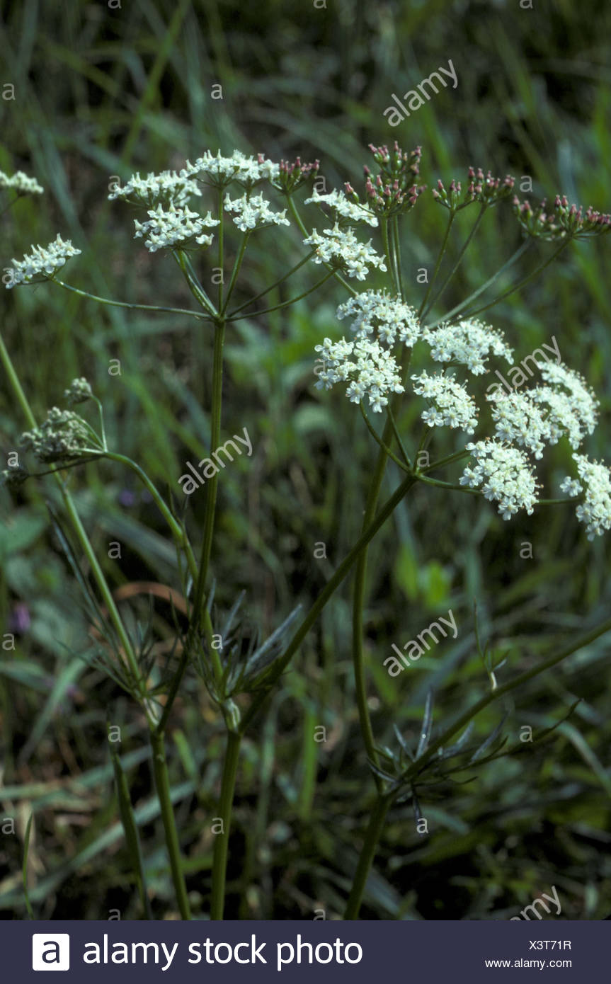 Pignut Conopodium Majus High Resolution Stock Photography and Images ...