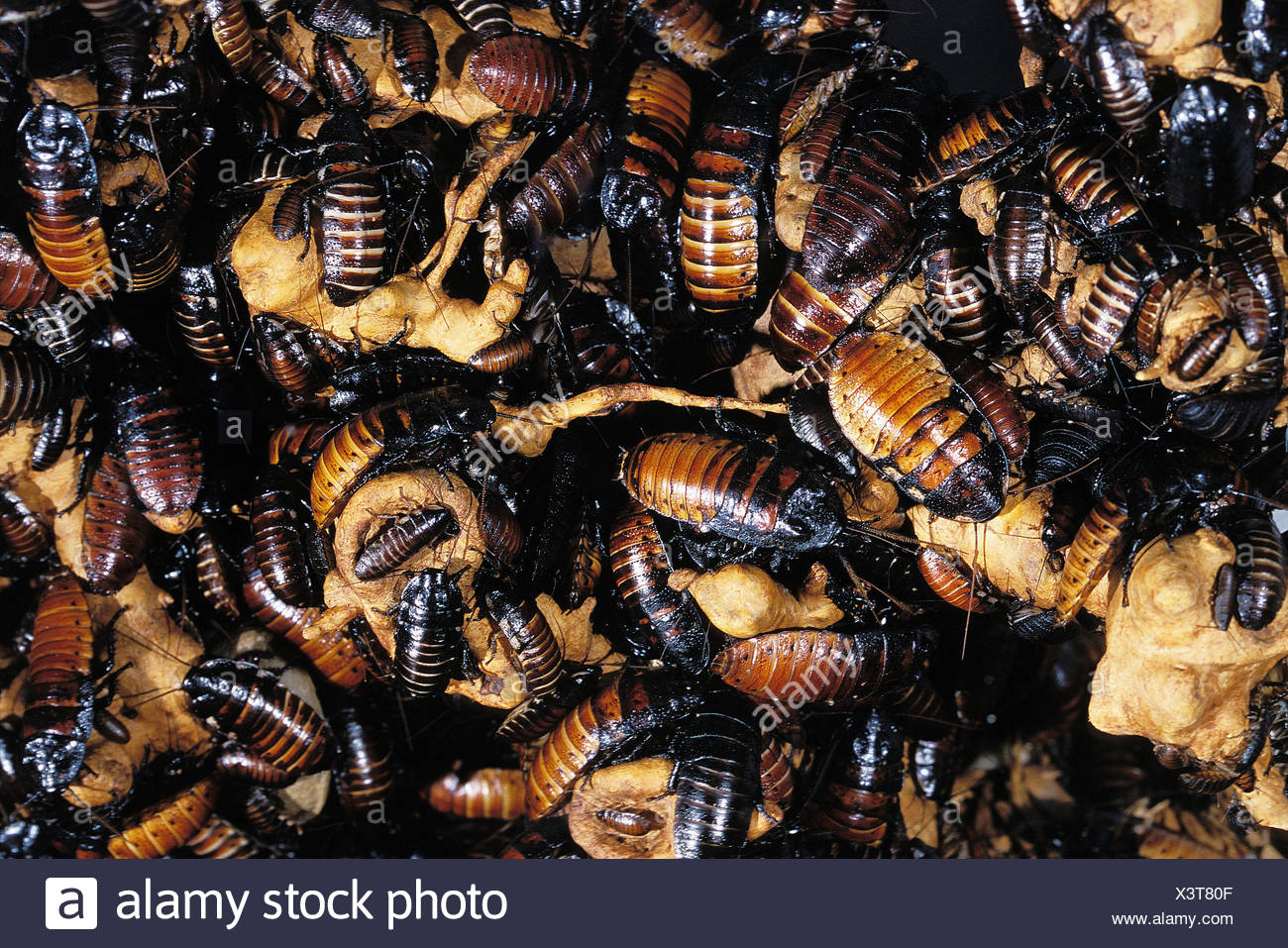 Madagascar Giant Hissing Cockroach High Resolution Stock Photography ...