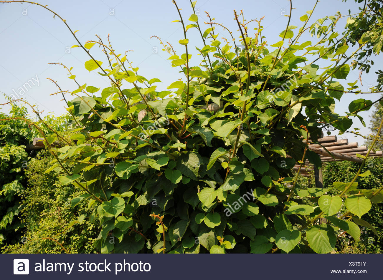 Kiwi Plant High Resolution Stock Photography and Images - Alamy