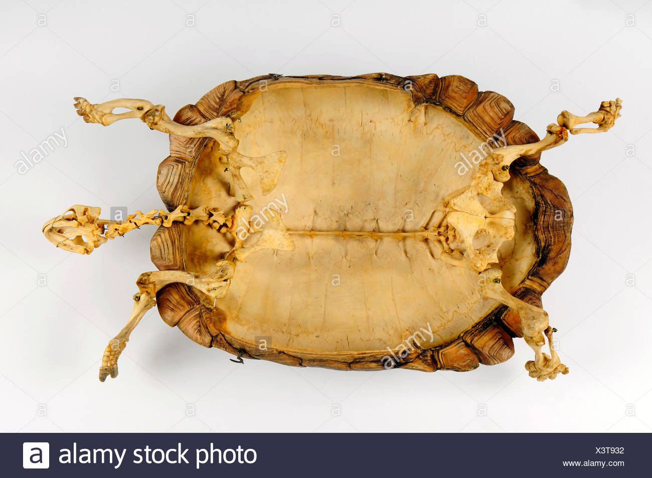 Skeleton Of A Turtle Stock Photos & Skeleton Of A Turtle Stock Images ...