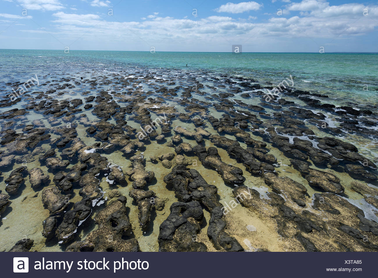 Stromatolites High Resolution Stock Photography and Images - Alamy