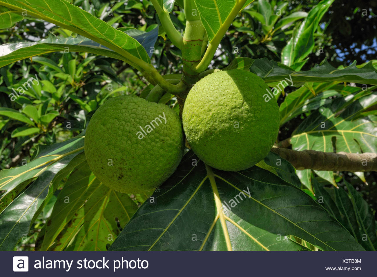 Breadfruit Tree High Resolution Stock Photography and Images - Alamy