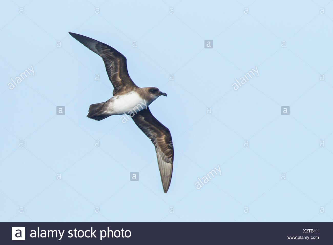Birds Flying Over Atlantic Ocean High Resolution Stock Photography and ...