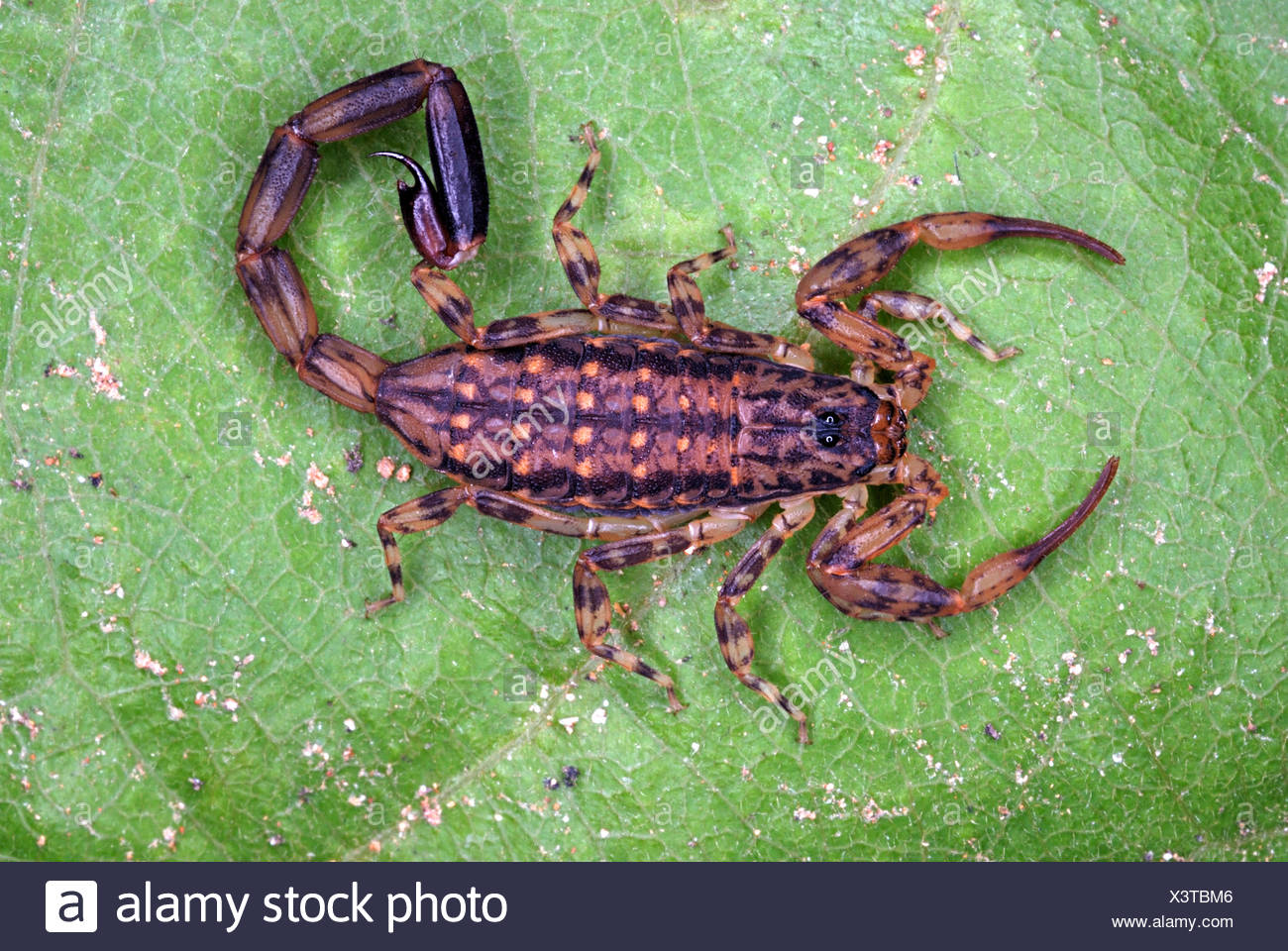 Scorpionida Stock Photos & Scorpionida Stock Images - Alamy