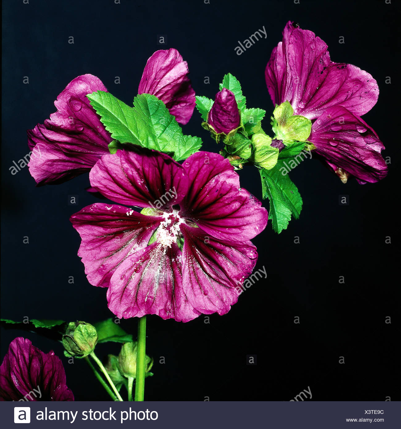 Indian Mallow Stock Photos & Indian Mallow Stock Images - Alamy