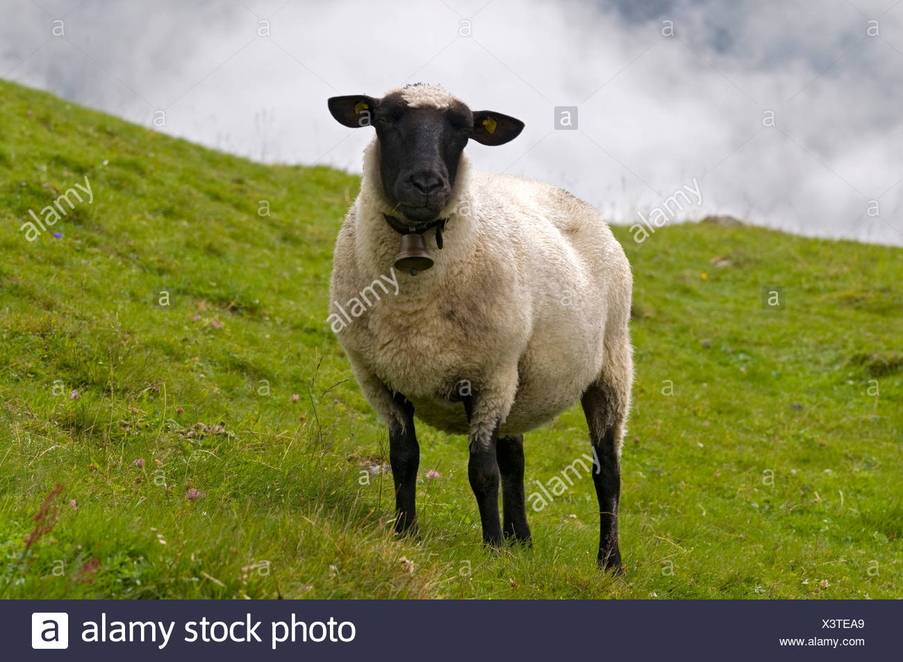 Black Sheep Small Black Sheep Stock Photos & Black Sheep Small Black ...