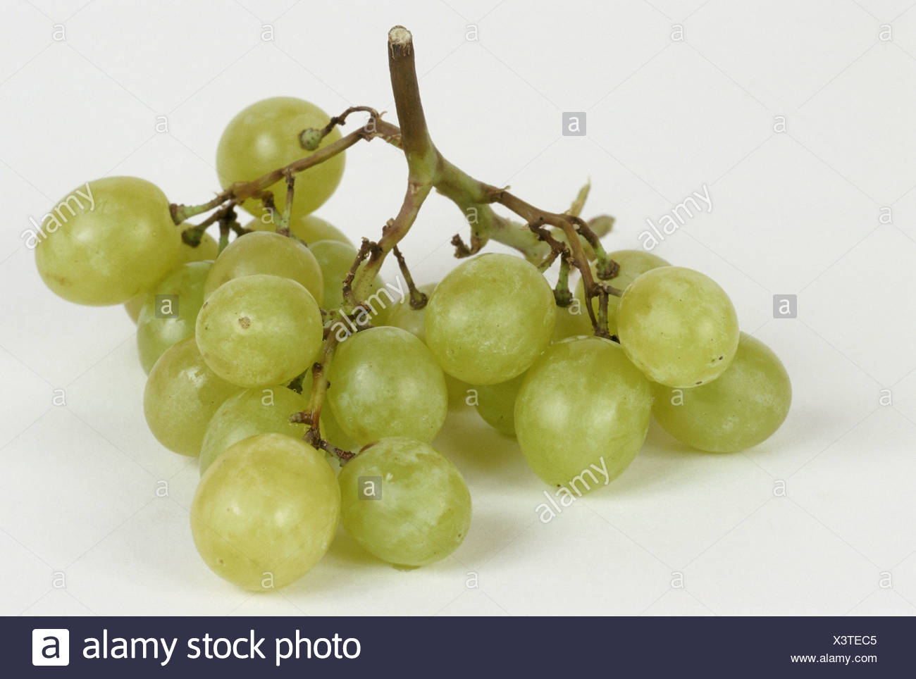 Wine Grapes Vitis Vinifera High Resolution Stock Photography and Images - Alamy