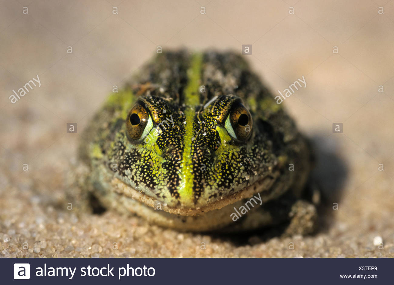 South Africa Frog High Resolution Stock Photography and Images - Alamy