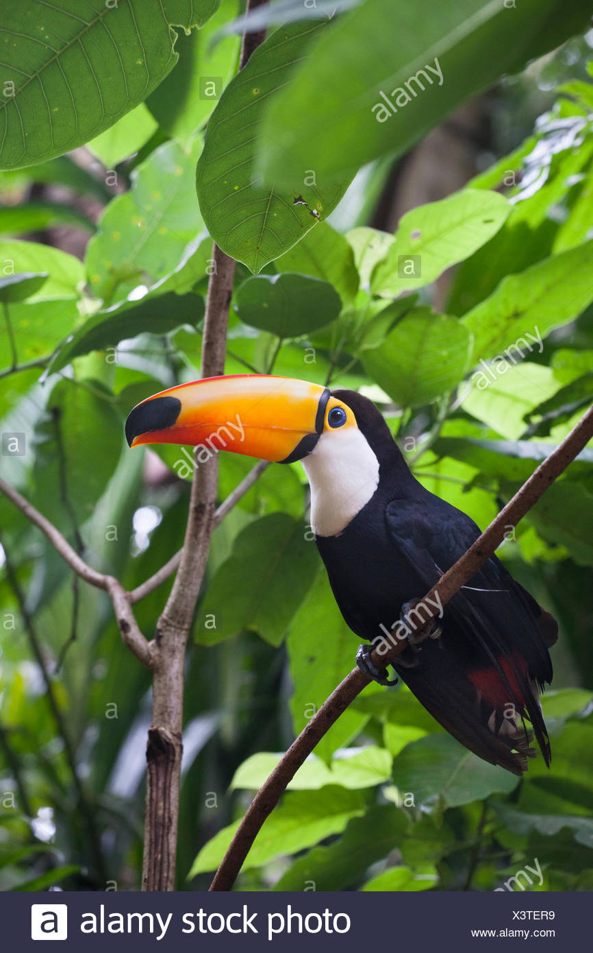 Toco Toucan High Resolution Stock Photography and Images - Alamy