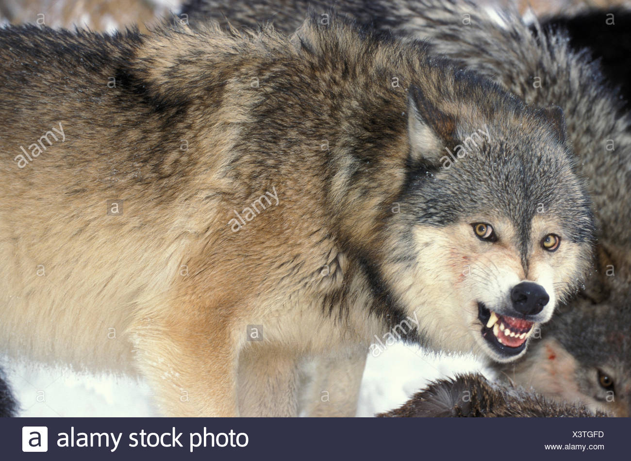 Grey Wolf Snarling High Resolution Stock Photography and Images - Alamy