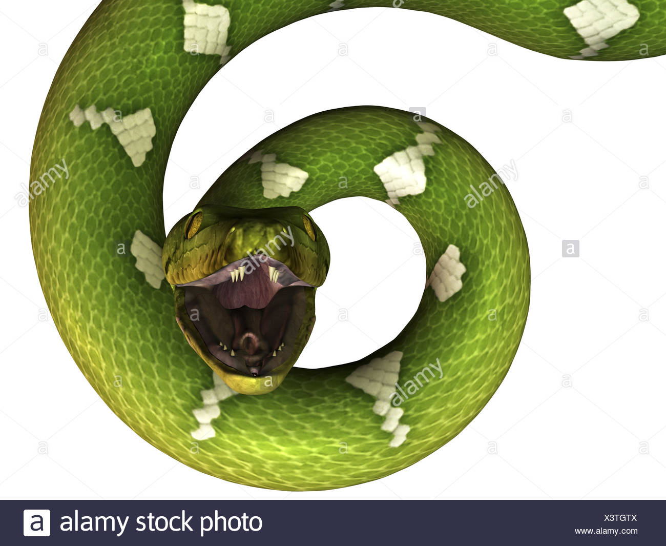Python Fangs Stock Photos & Python Fangs Stock Images - Alamy