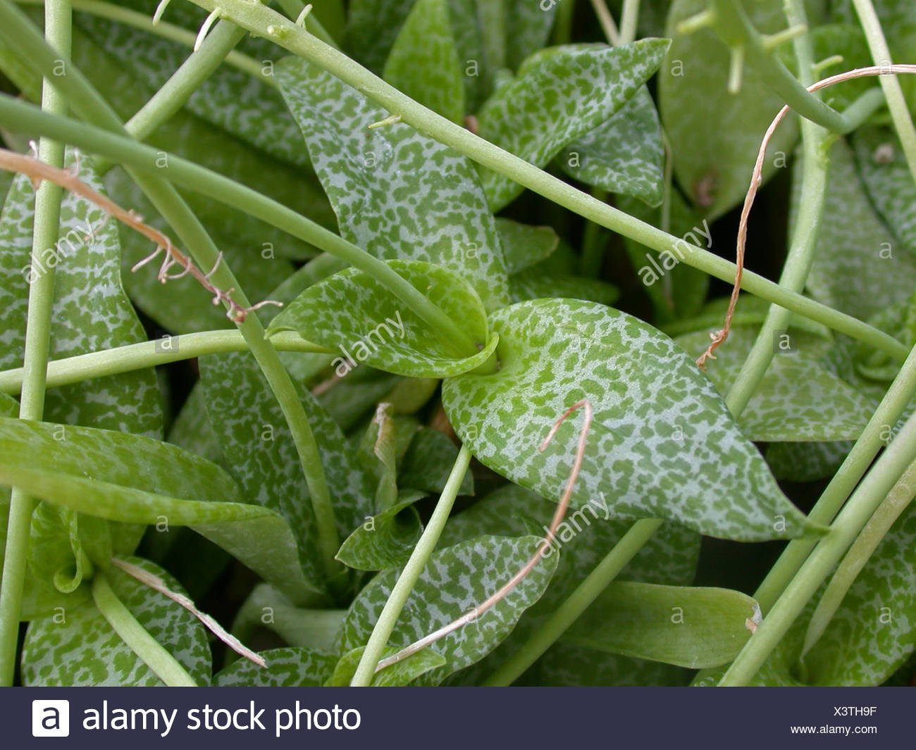 Silver Spot Stock Photos & Silver Spot Stock Images - Alamy