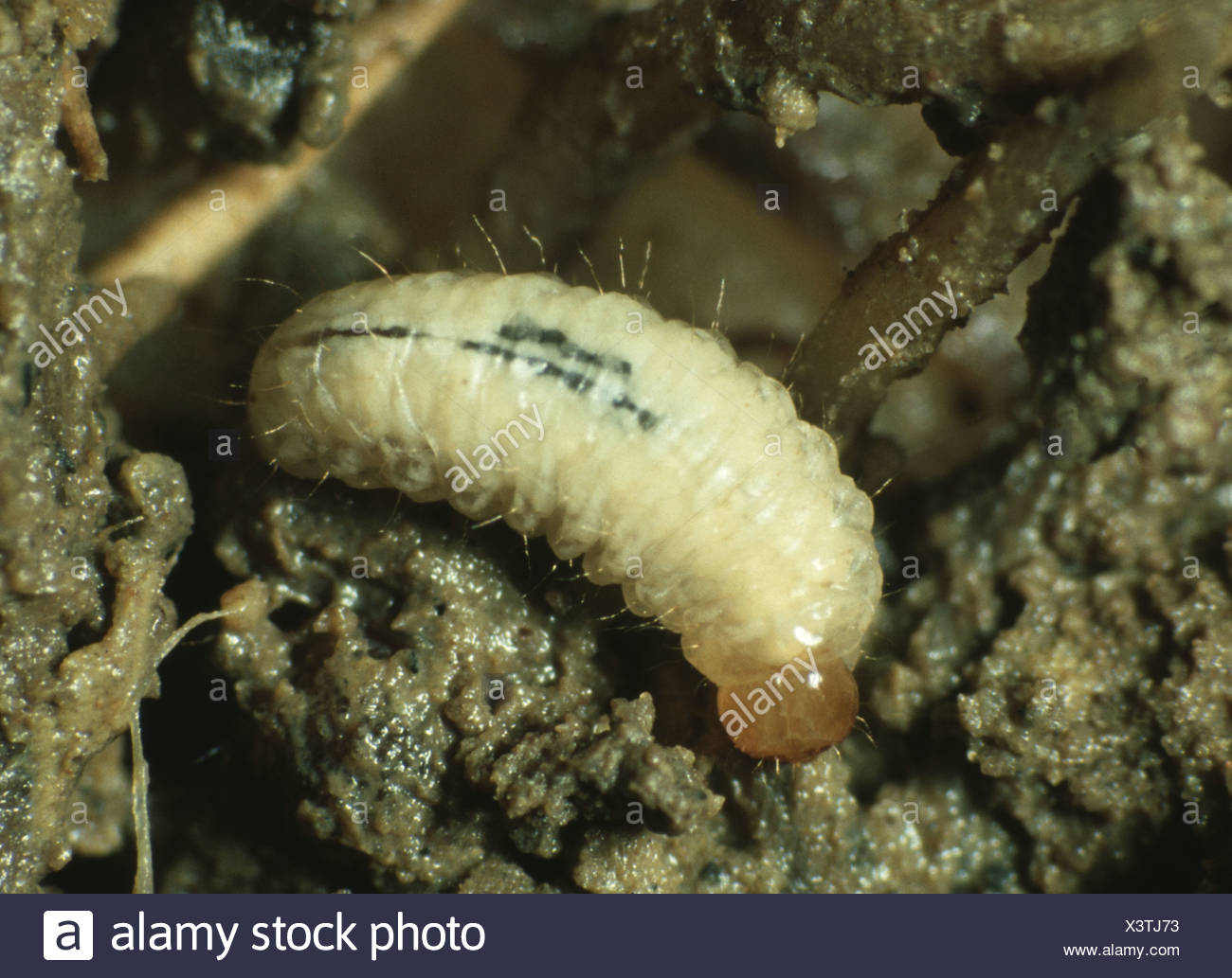 Pea And Bean Weevil Stock Photos & Pea And Bean Weevil Stock Images - Alamy