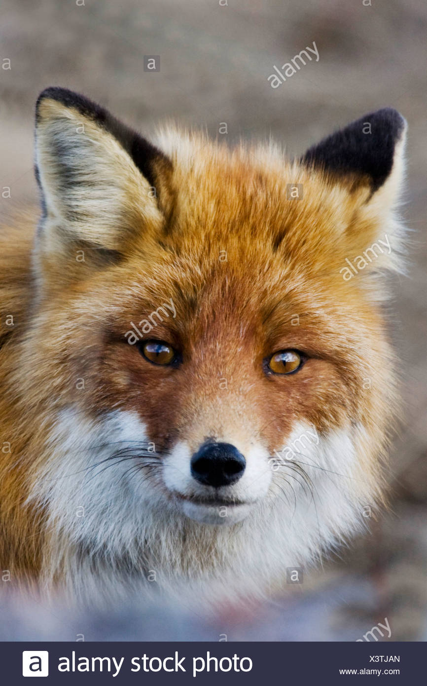 Swedish Lapland Animal Stock Photos & Swedish Lapland Animal Stock ...