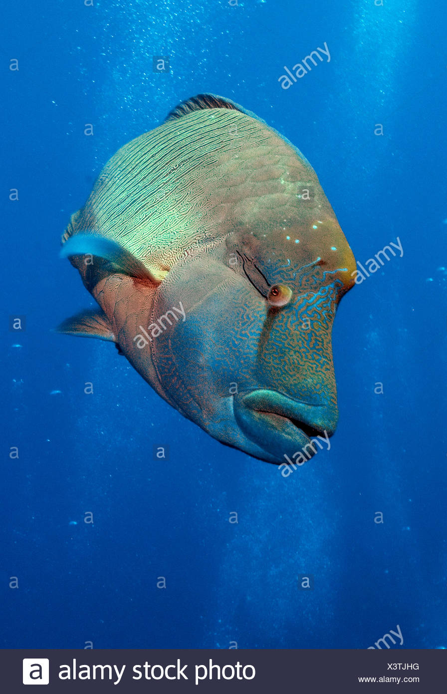 Humphead Maori Wrasse High Resolution Stock Photography and Images - Alamy