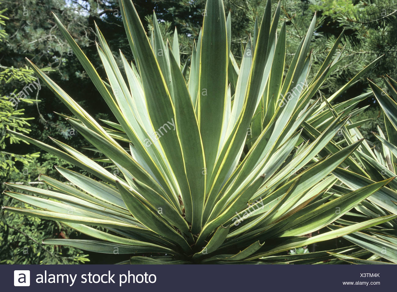 Yucca Variegata High Resolution Stock Photography and Images - Alamy