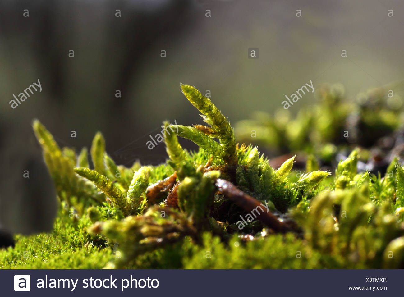 Moss Spores High Resolution Stock Photography and Images - Alamy