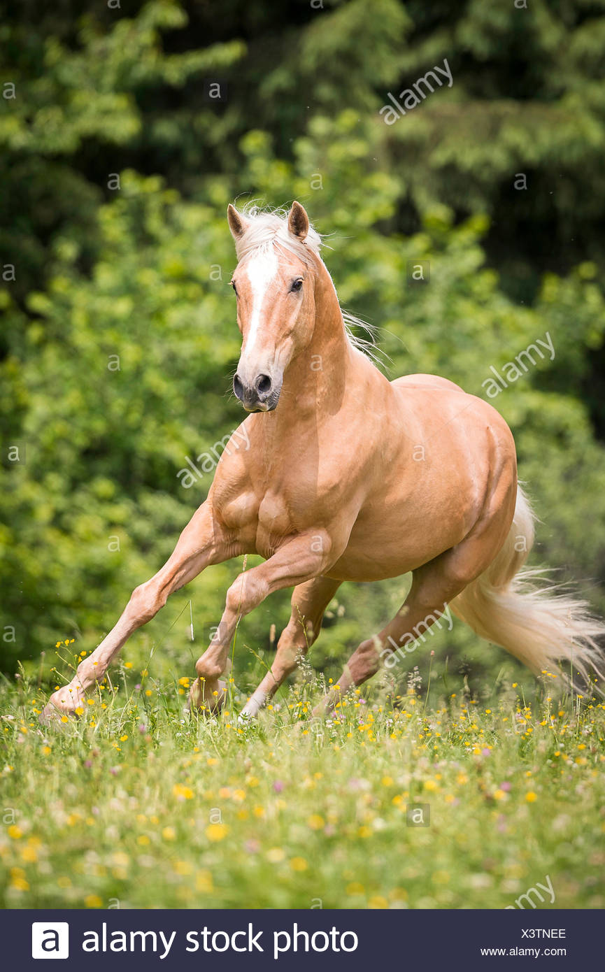 Palomino Horse Stock Photos & Palomino Horse Stock Images - Alamy