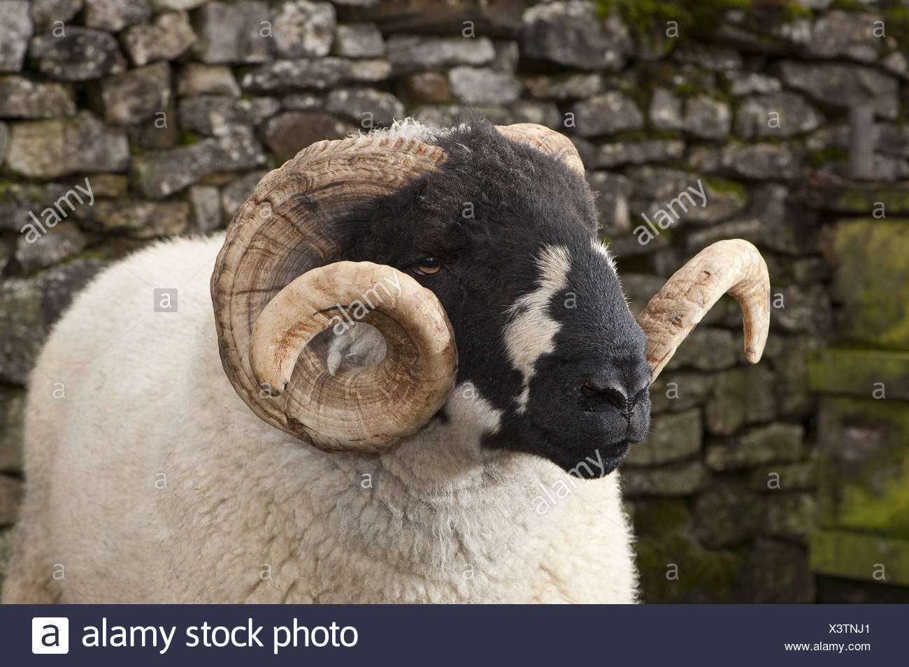 Lonk Sheep Stock Photos & Lonk Sheep Stock Images - Alamy