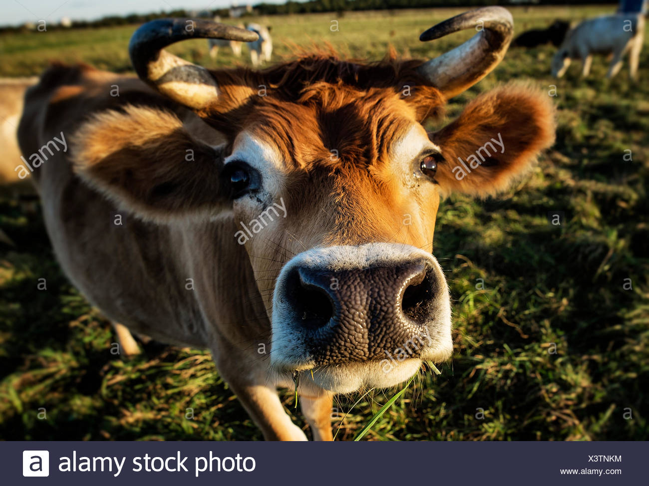 Steer Head Stock Photos & Steer Head Stock Images - Alamy