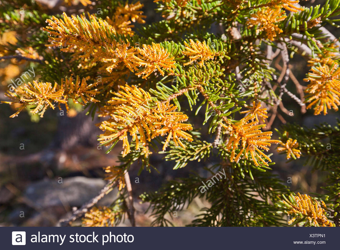 Needle Rust Fungus High Resolution Stock Photography and Images - Alamy