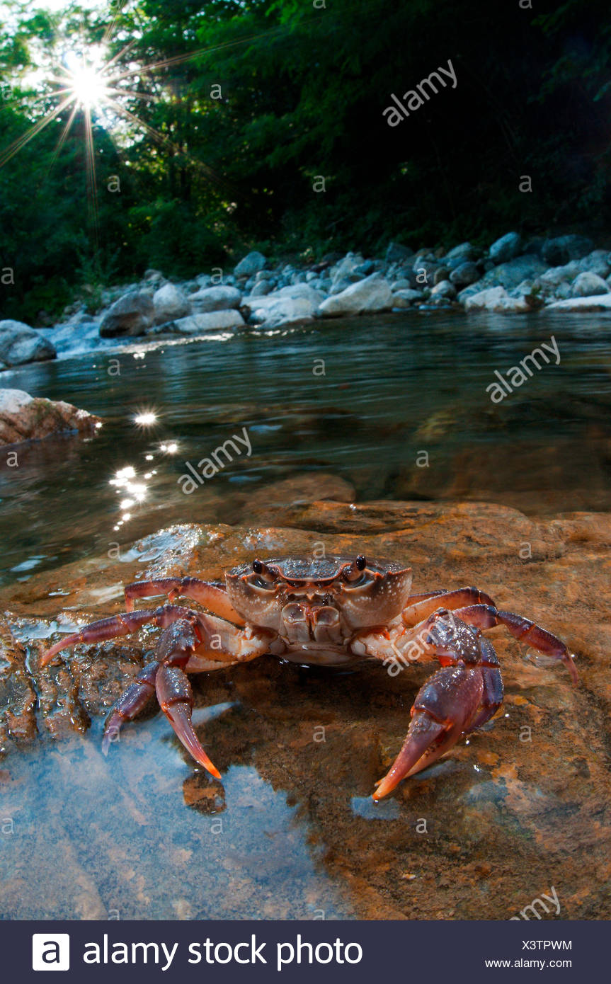 Potamon Fluviatile Is A Rare Freshwater Italian Crab High Resolution ...
