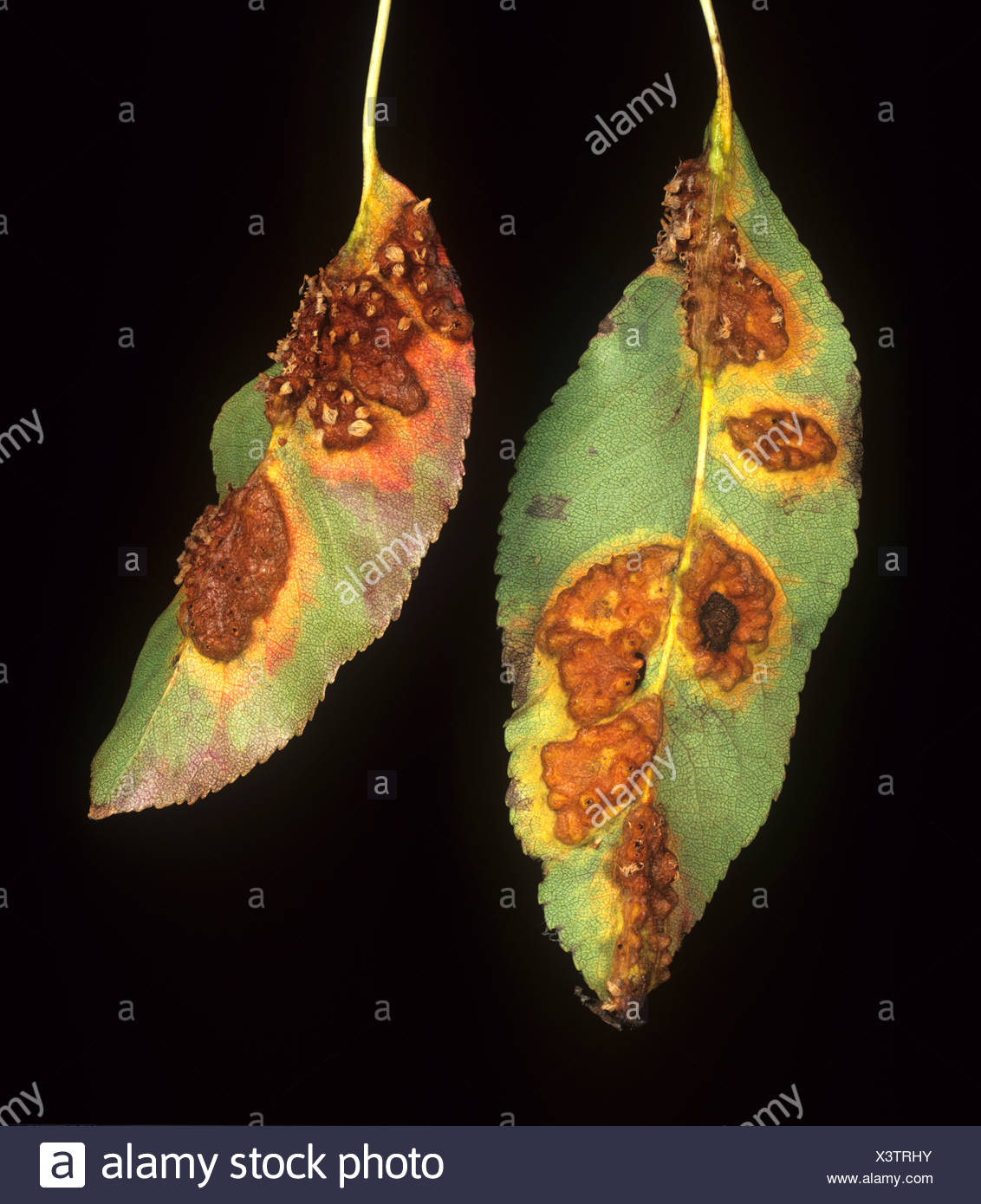 Pear Disease Stock Photos & Pear Disease Stock Images - Alamy