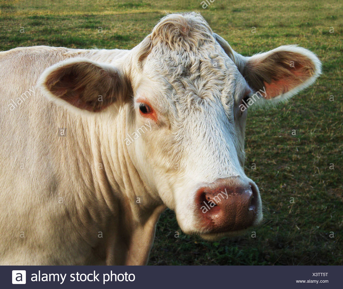 Albino Cow High Resolution Stock Photography and Images - Alamy