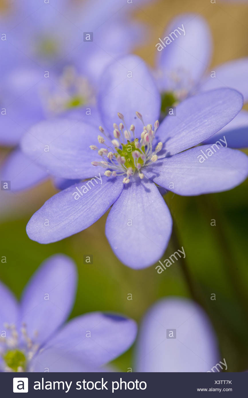 Hepatica Stock Photos & Hepatica Stock Images - Alamy
