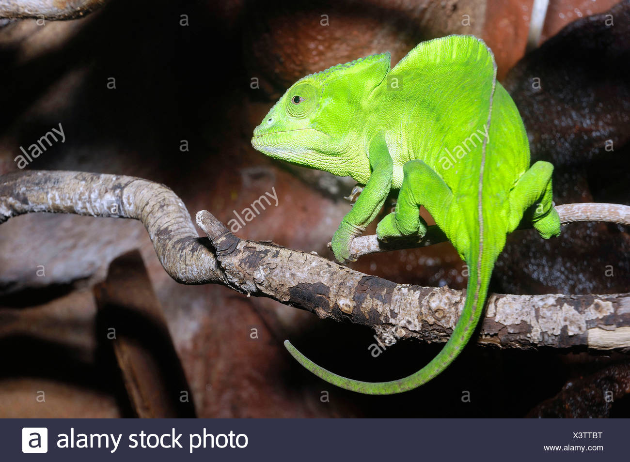 Crested Chameleon High Resolution Stock Photography and Images - Alamy