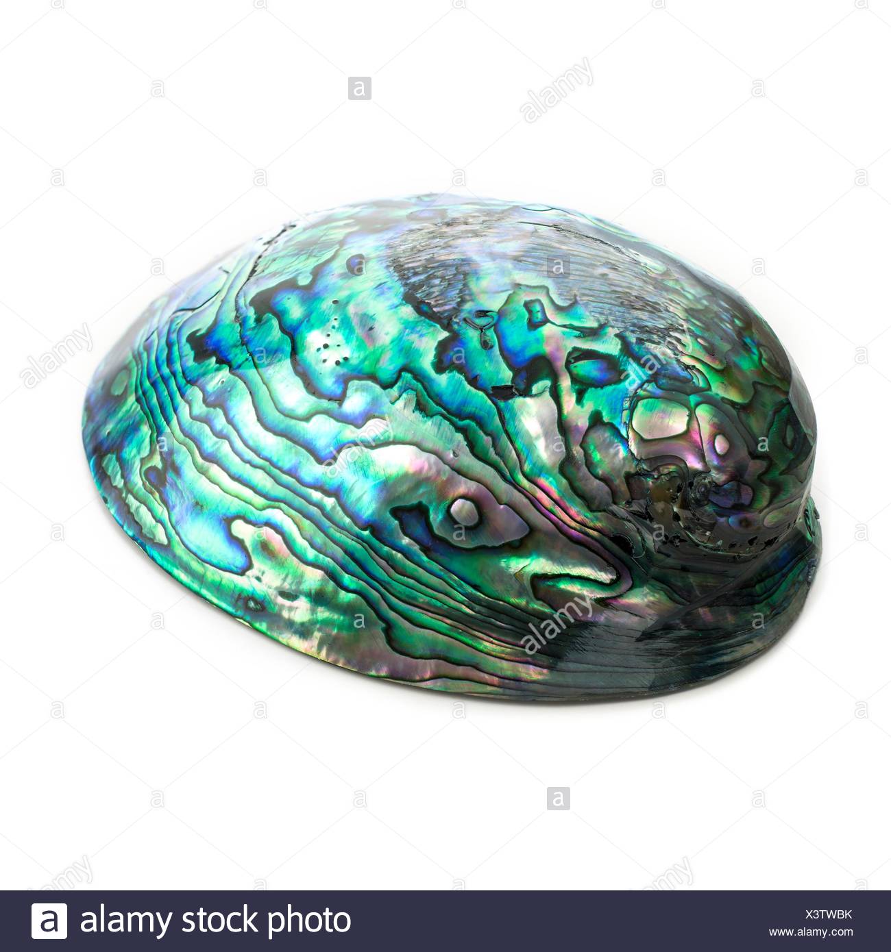 Close Up Abalone Shell High Resolution Stock Photography and Images - Alamy