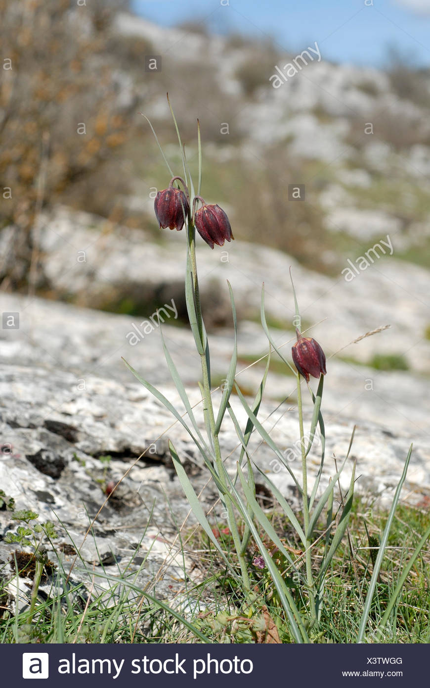Grasse France Flower High Resolution Stock Photography and Images - Alamy