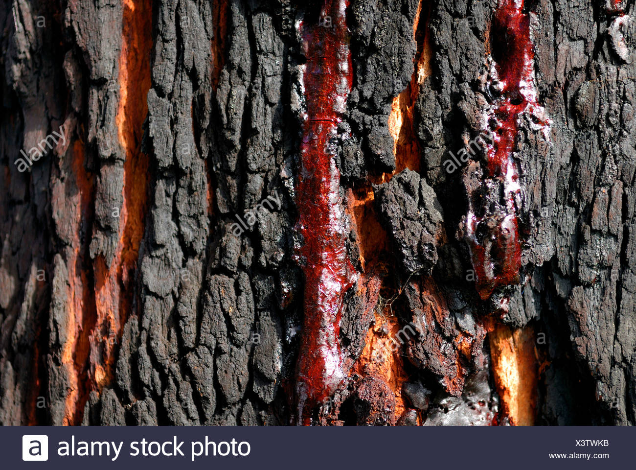 Gum Tree Bark High Resolution Stock Photography and Images - Alamy