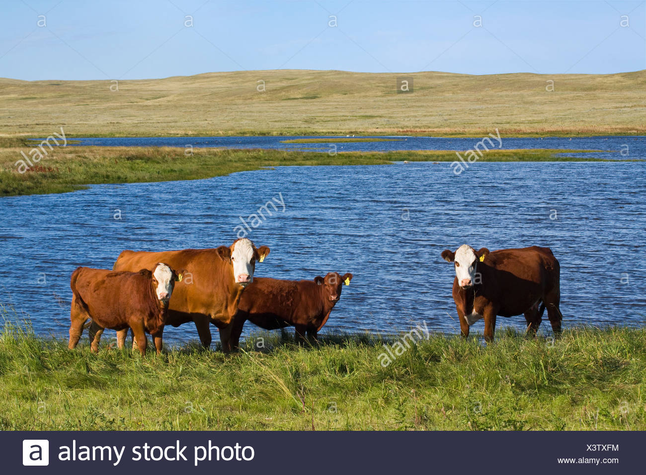 Red And White Faced Cattle High Resolution Stock Photography and Images ...