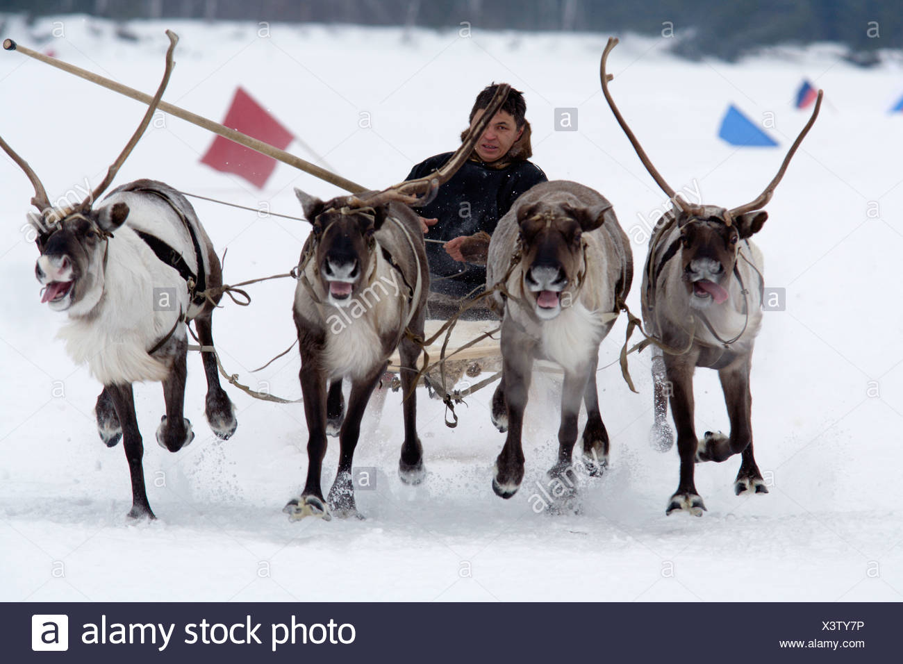 Reindeer Competition High Resolution Stock Photography and Images - Alamy
