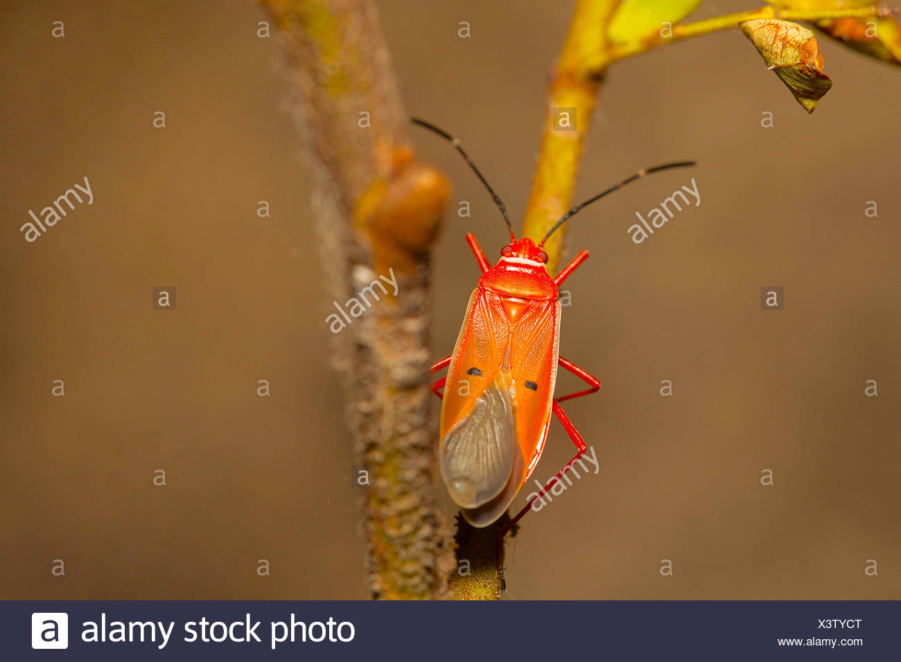 Cotton Pest High Resolution Stock Photography and Images - Alamy