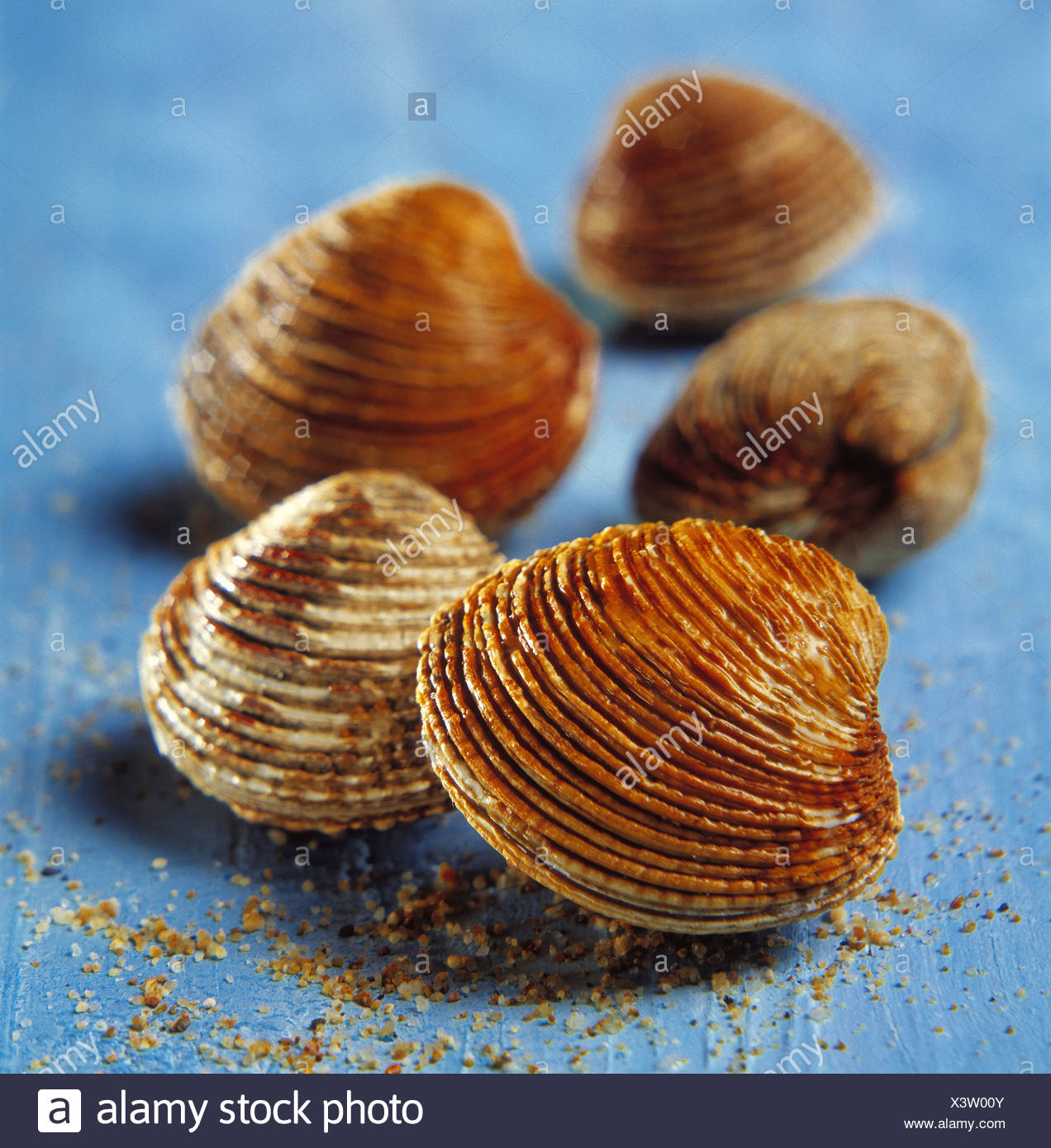 Carpet Shell Clams High Resolution Stock Photography and Images - Alamy